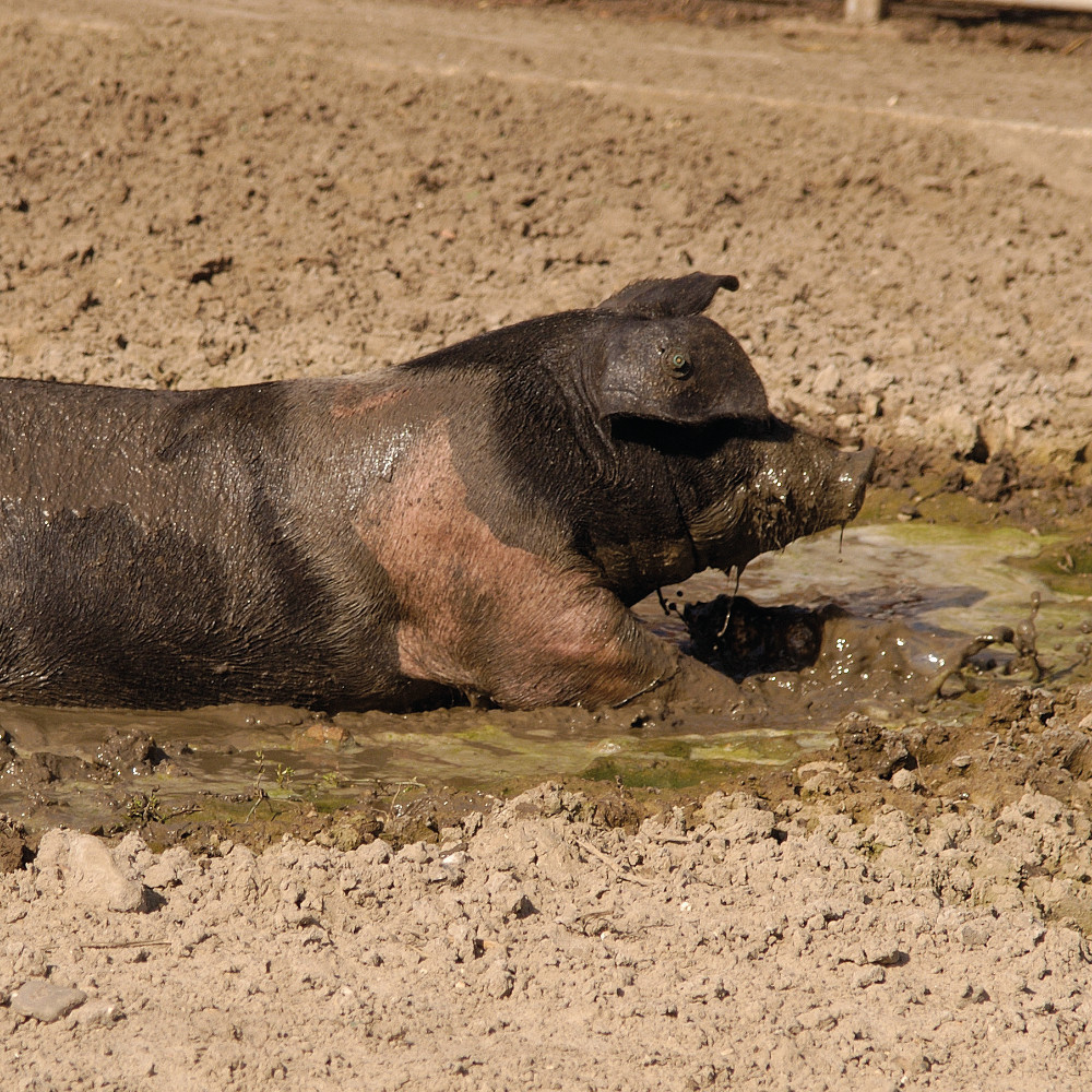 LiVar Schwein - Fleischlexikon